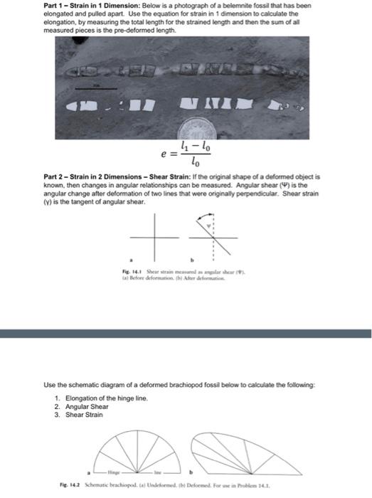 Solved Part 1 - Strain in 1 Dimension: Below is a photograph | Chegg.com