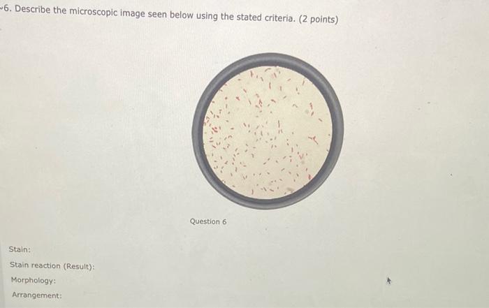 Solved 6. Describe the microscopic image seen below using | Chegg.com