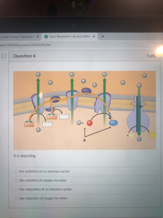 Graph Analysis: Respiratiot X Quiz: Respiration Lab | Chegg.com