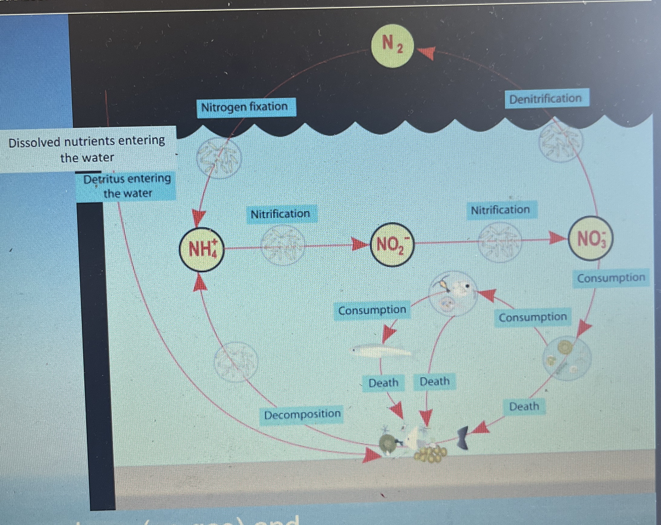 Solved Explain nitrogen cycle as shown in the picture | Chegg.com