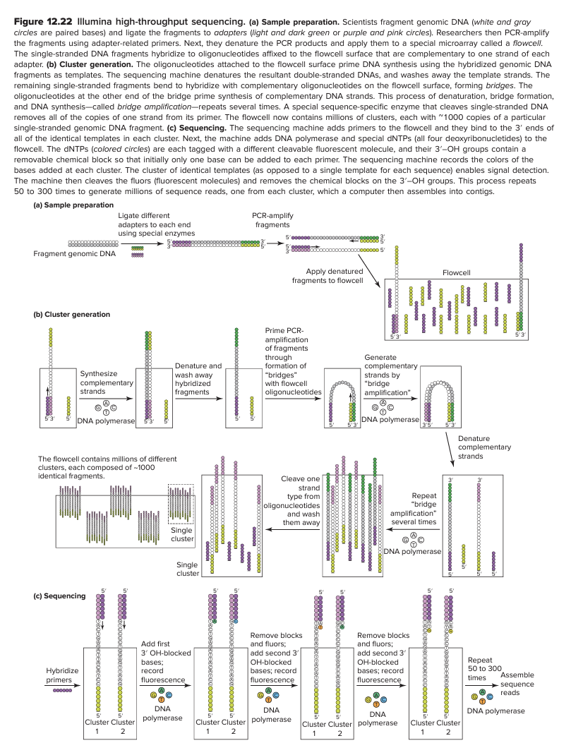 Solved In the Illumina high-throughput DNA sequencing | Chegg.com