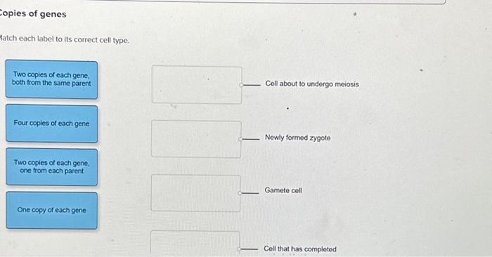 Solved Copies of genes Match each label to its correct cell | Chegg.com Solved Copies of genes Match each label to its correct cell | Chegg.com