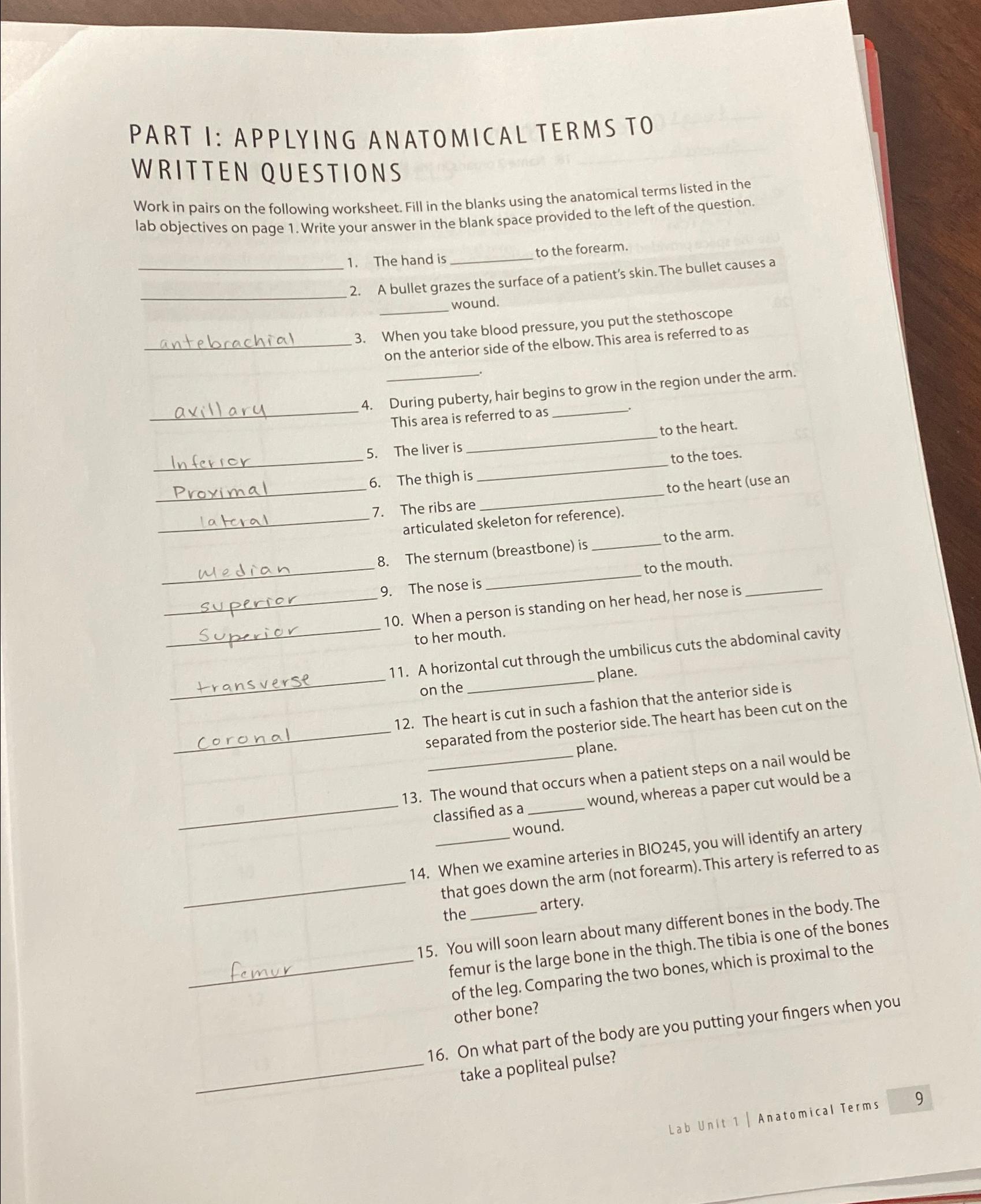 Solved PART I: APPLYING ANATOMICAL TERMS TO WRITTEN | Chegg.com
