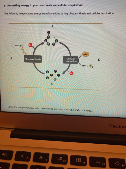 Solved 6. Converting energy in photosynthesis and cellular | Chegg.com