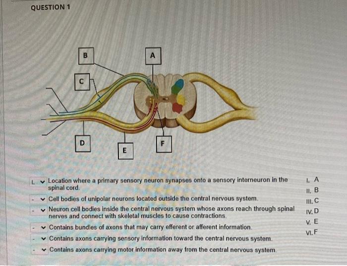 Solved QUESTION 1 Location where a primary sensory neuron | Chegg.com