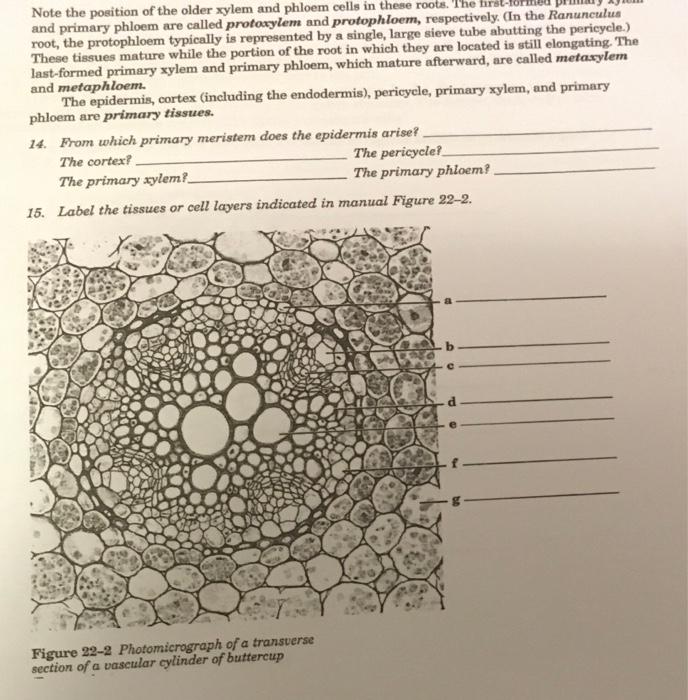 Solved Note the position of the older xylem and phloem cells | Chegg.com