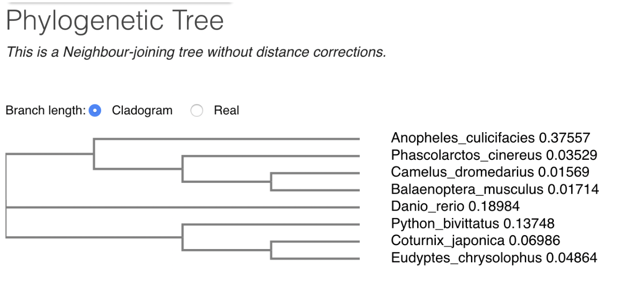 Solved Below is a phylogenetic tree built using the connexin | Chegg.com
