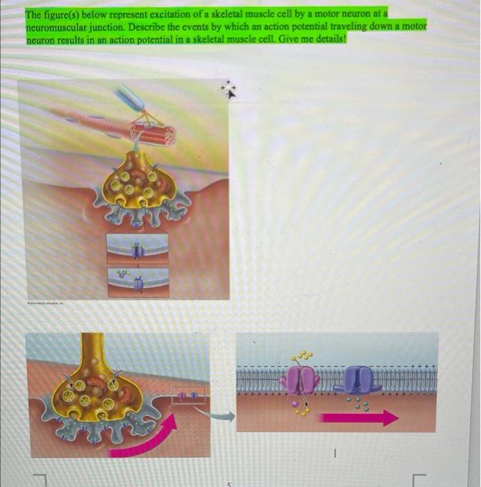 Solved The figure(s) below represent excitation of a | Chegg.com