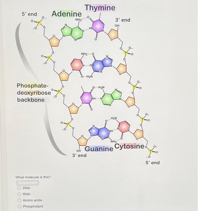 Solved What molecule is this? DNA RNA Amino acids | Chegg.com