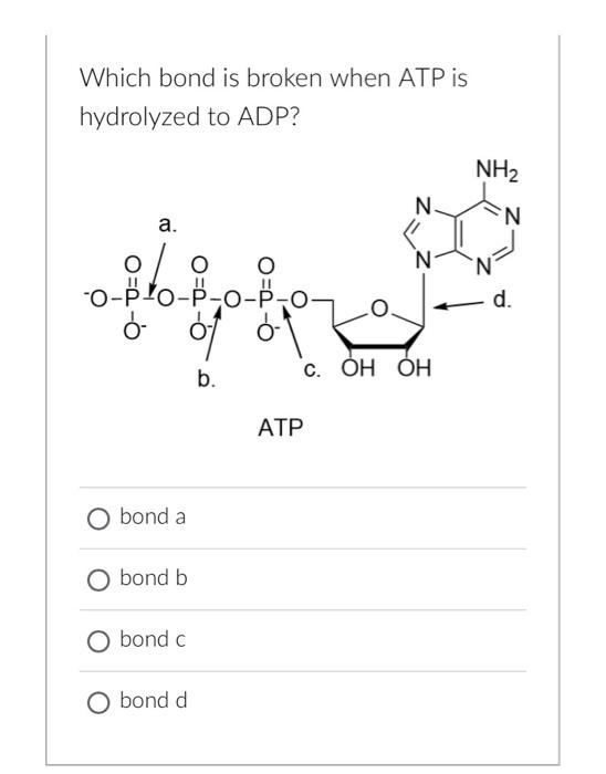 Solved Which bond is broken when ATP is hydrolyzed to ADP? | Chegg.com