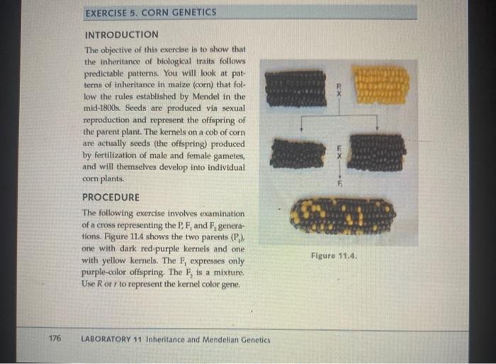 Solved EXERCISE 5. CORN GENETICS INTRODUCTION The objective | Chegg.com