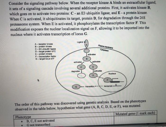 Solved Consider the signaling pathway below. When the | Chegg.com