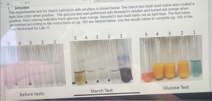 1. Amylase The experimental test for starch | Chegg.com
