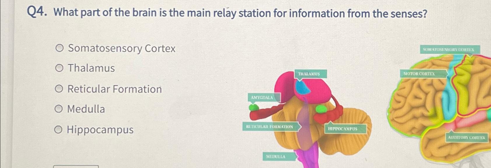 Solved Q4. ﻿What part of the brain is the main relay station | Chegg.com