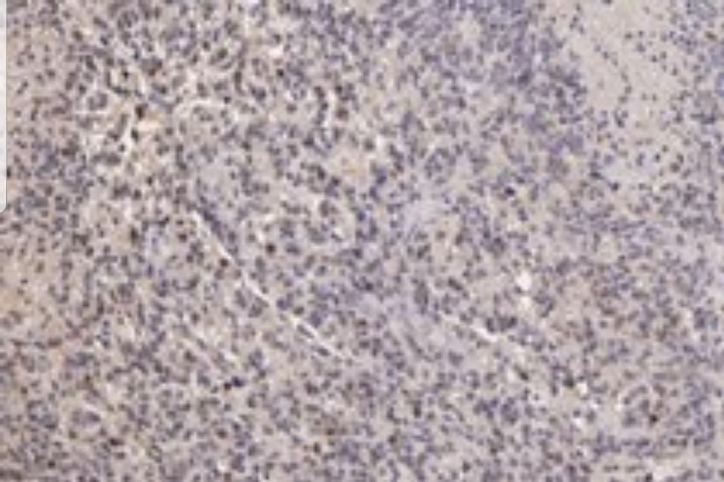 Solved discuss and interpret the stains sample of brain | Chegg.com