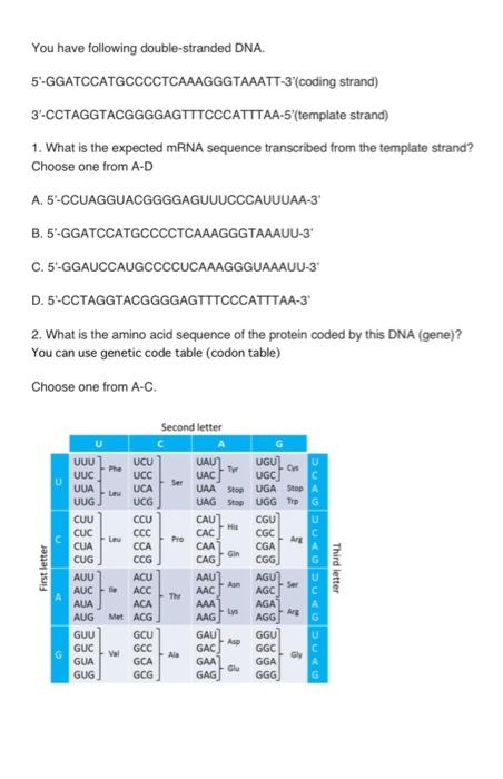 Solved You have following double-stranded DNA. | Chegg.com
