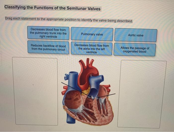 Solved Classifying the Functions of the Semilunar Valves | Chegg.com