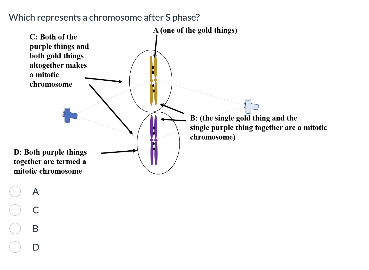 Solved S-cdk/Cyclin is part of the regulatory mechanism | Chegg.com