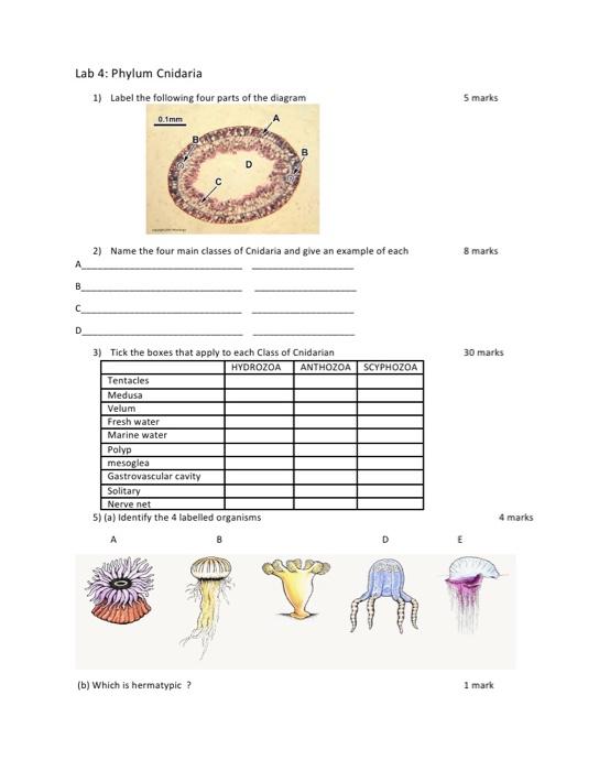 Solved Lab 4: Phylum Cnidaria 1) Label the following four | Chegg.com