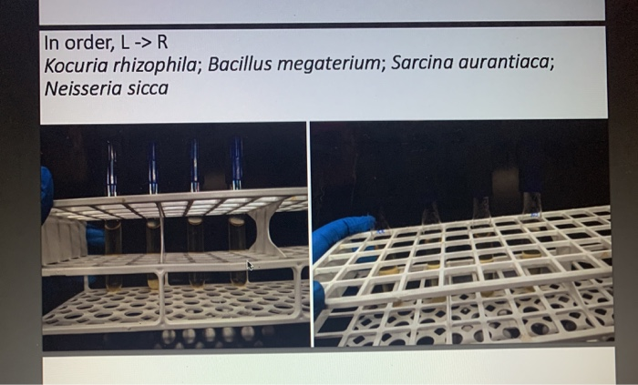 In order, L->R Kocuria rhizophila; Bacillus | Chegg.com