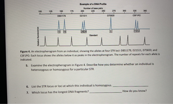Solved Example of a DNA Profile Number of base pairs 200 225 | Chegg.com