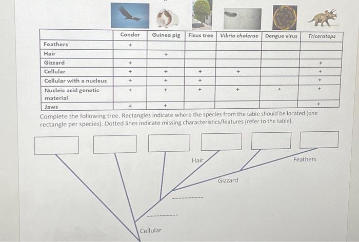 Complete the following tree. Rectangles indicate | Chegg.com