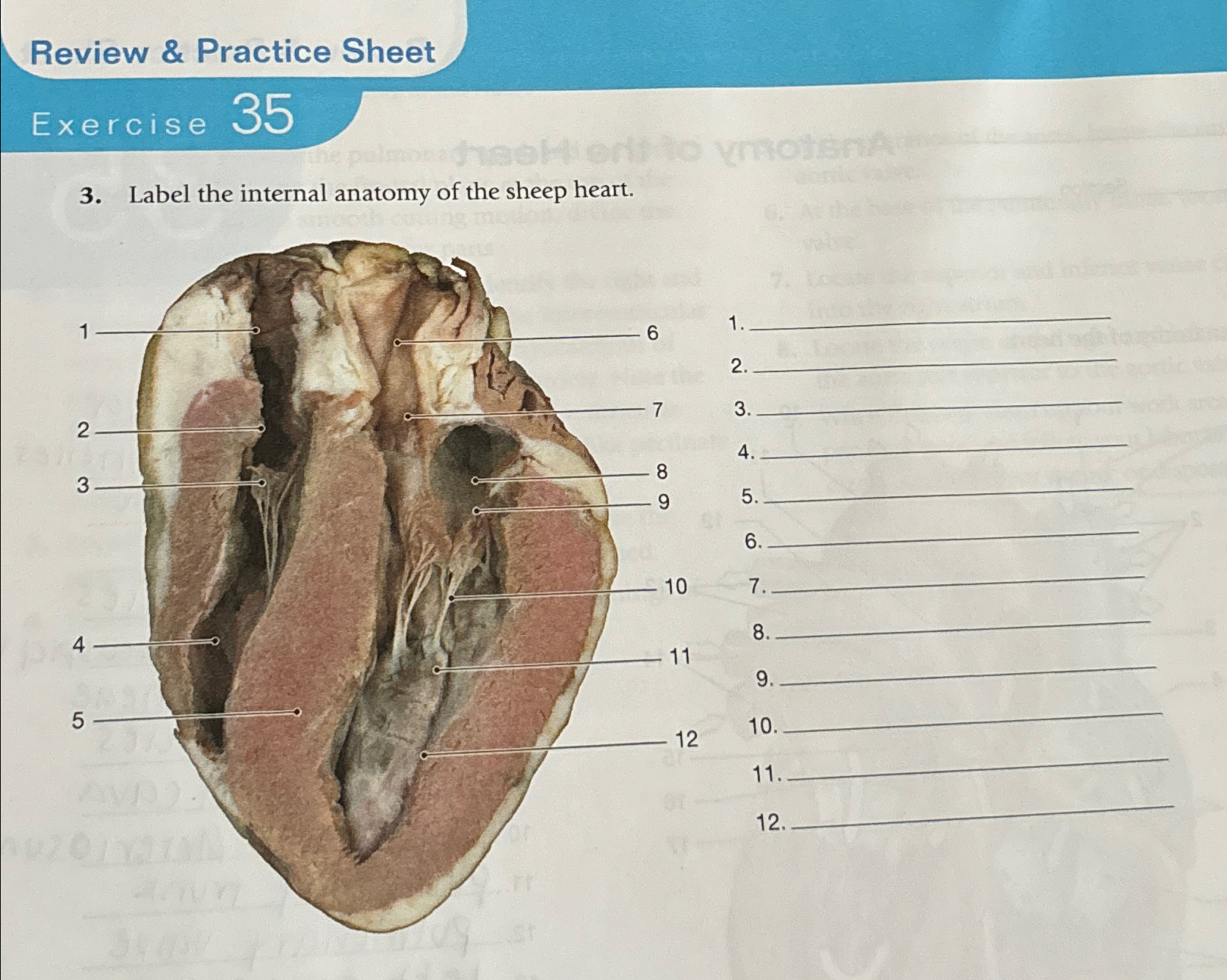 Solved Review & Practice SheetExercise 353. ﻿Label the | Chegg.com