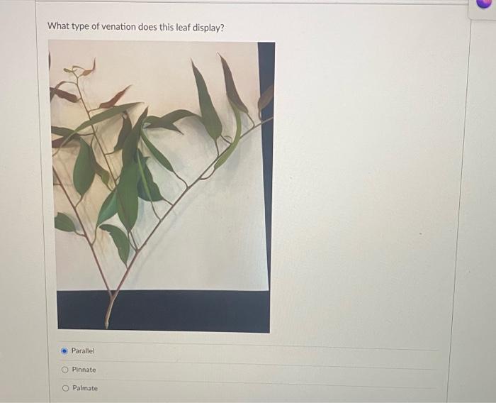 Solved Question 6 1 pts What is the stringy main body of the | Chegg.com