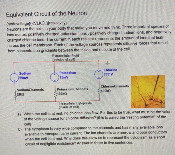 Solved Equivalent Circuit of the Neuron | Chegg.com