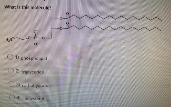 Solved What is this molecule? H3N HP O 1) phospholipid 2) | Chegg.com