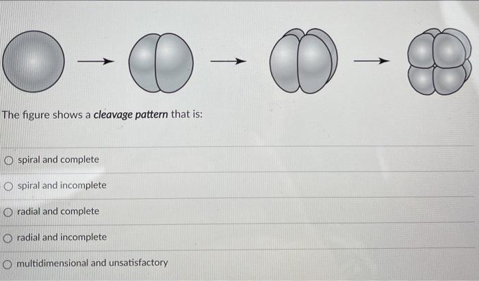 Solved The figure shows a cleavage pattern that is: O spiral | Chegg.com