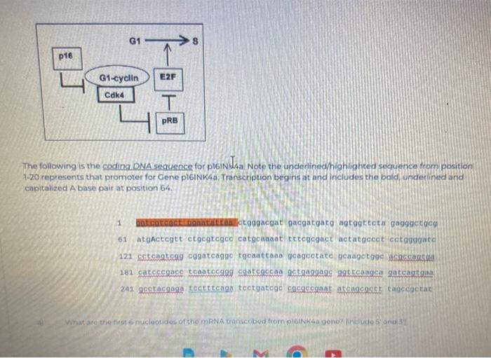 Solved What are the first 6 nucleotides of the MRNA | Chegg.com