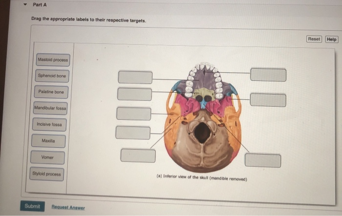 Solved Part A Drag the appropriate labels to their | Chegg.com