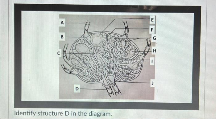 Solved Identify structure D in the diagram. | Chegg.com
