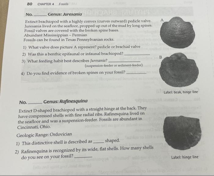 Solved No. Genus: Juresania Extinct brachiopod with a highly | Chegg.com