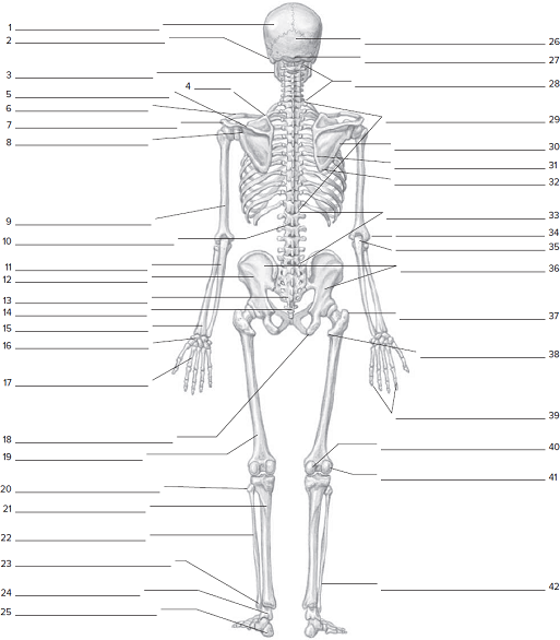 Posterior Skeletal WorksheetOn The Posterior Skeletal W Chegg