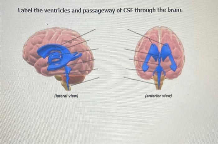 Solved Label the sulci, gyri, and lobes of the cerebrum. | Chegg.com