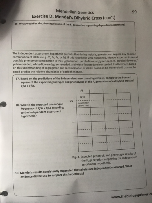 Solved Mendelian Genetics Exercise D: Mendel's Dihybrid | Chegg.com