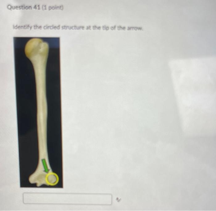 Solved Identify the body plane at the tip of the | Chegg.com
