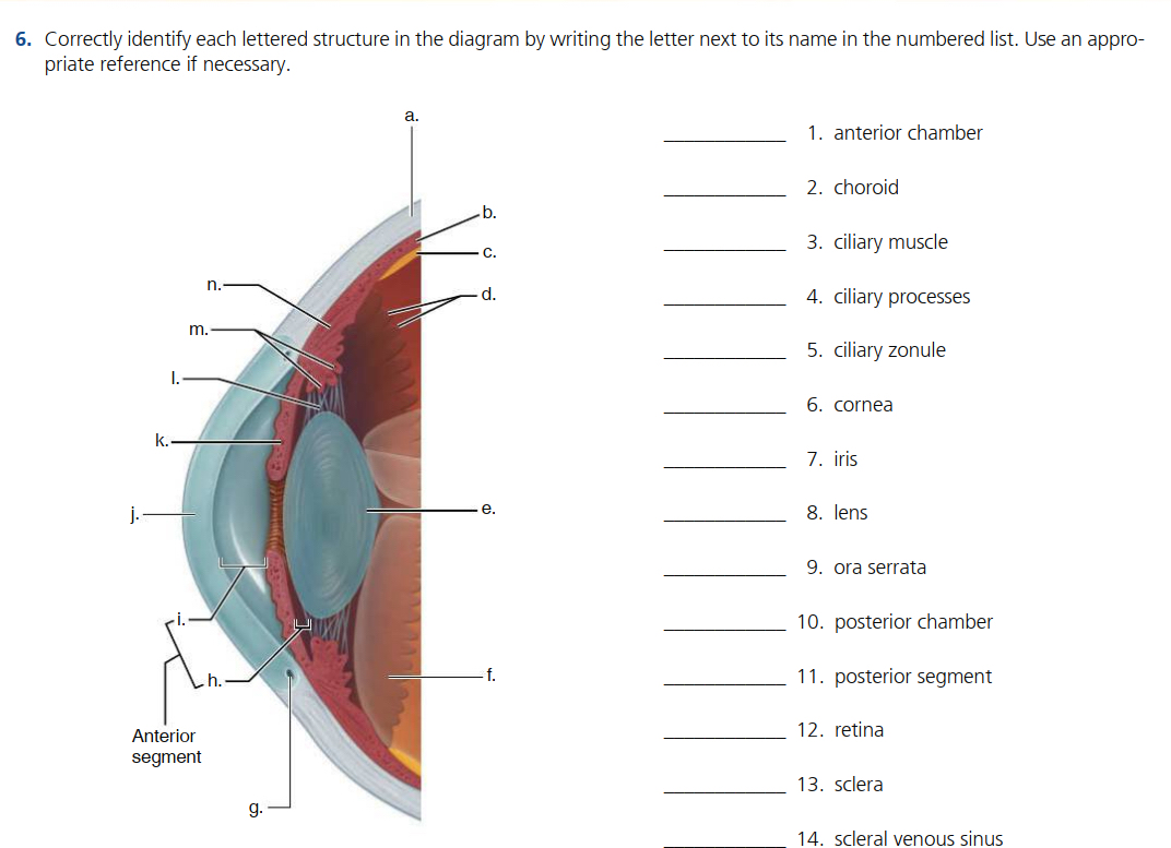 Solved Correctly identify each lettered structure in the | Chegg.com