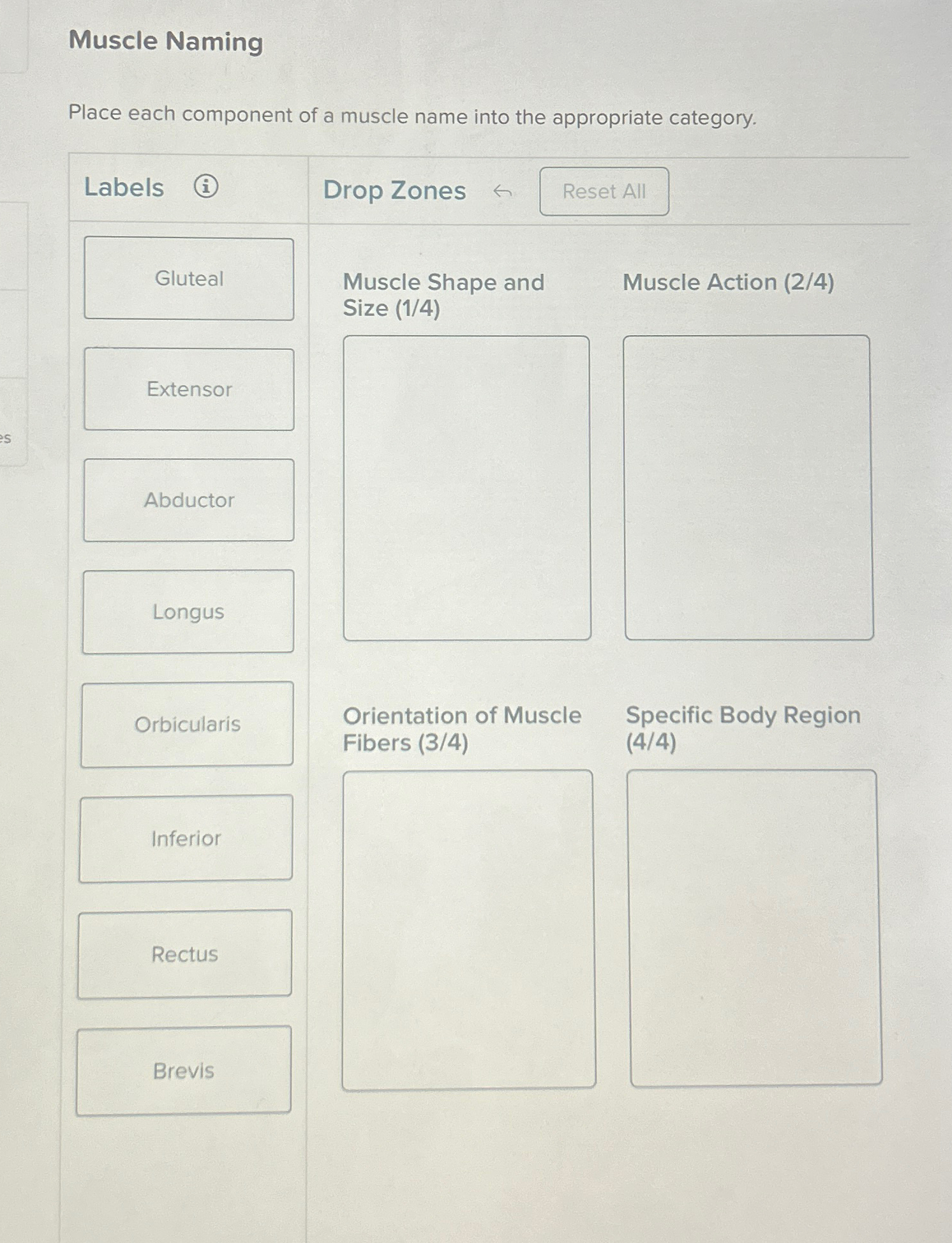 Solved Muscle NamingPlace each component of a muscle name | Chegg.com