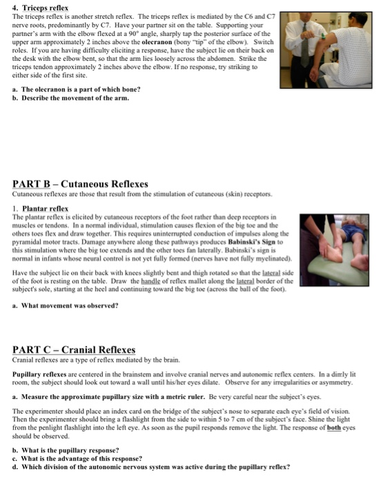 Solved PART A-Stretch Reflexes Stretch reflexes are those | Chegg.com