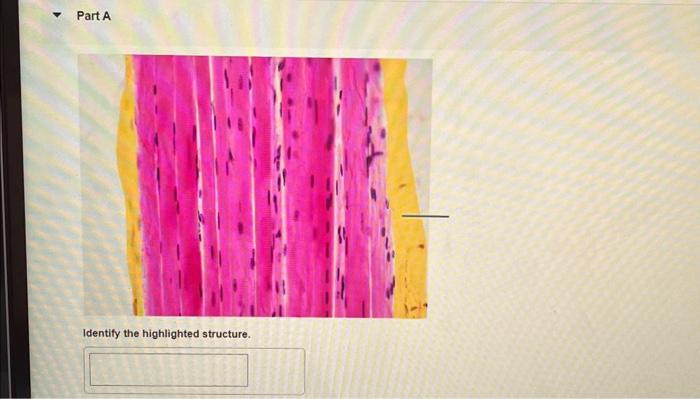 Solved Identify the highlighted structures. Identify the | Chegg.com