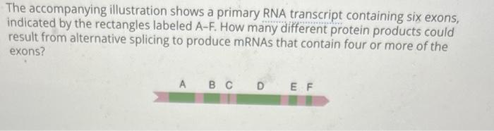 Solved The accompanying illustration shows a primary RNA | Chegg.com