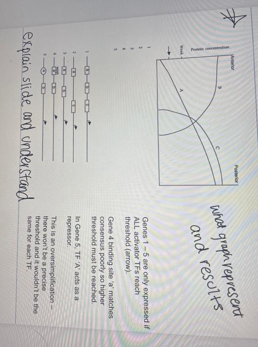 Solved Your task is to provide an explanation of the graph | Chegg.com