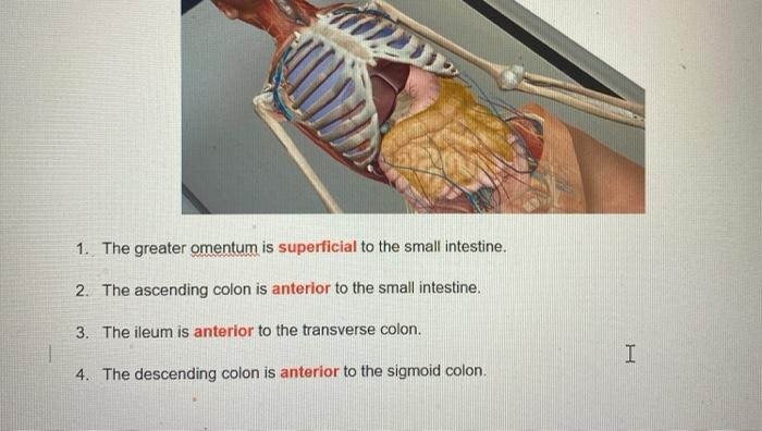 Solved 1. The greater omentum is superficial to the small | Chegg.com
