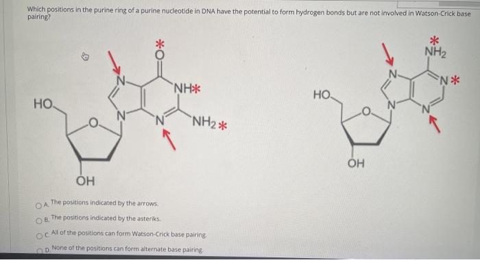 Solved Which positions in the purine ring of a purine | Chegg.com