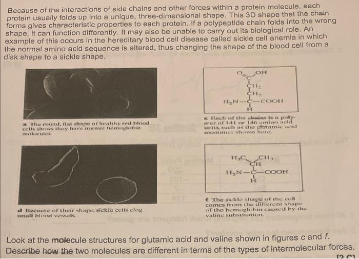 Solved Because of the interactions of side chains and other | Chegg.com