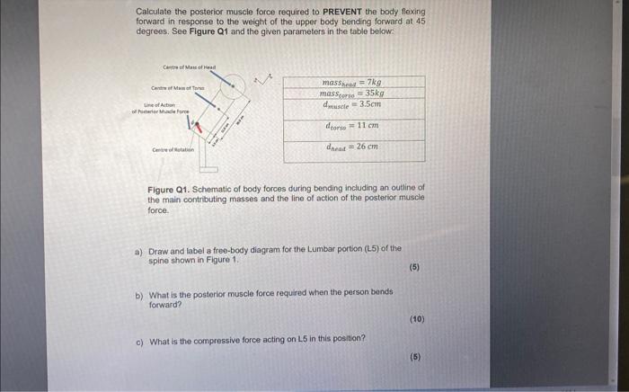 Solved Calculate the posterior muscle force required to | Chegg.com