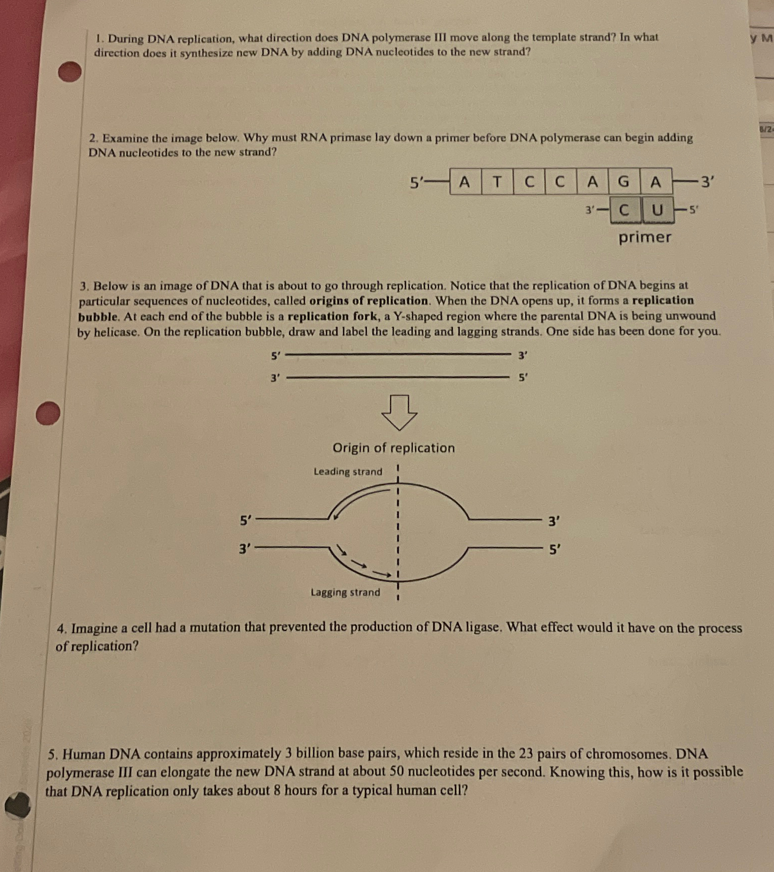 Solved During DNA replication, what direction does DNA | Chegg.com